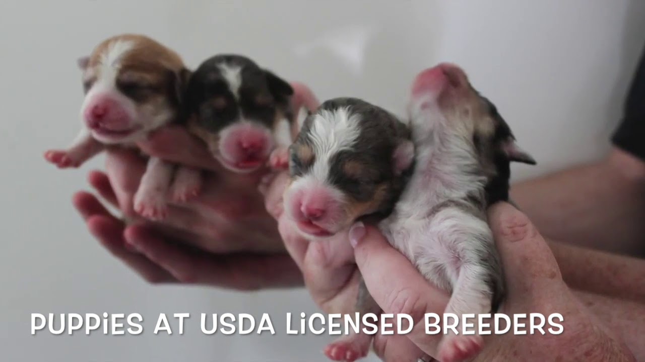 Puppies at USDA Licensed Breeders - YouTube