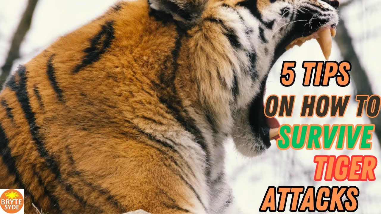 5 Tips On How To Survive A Tiger Attack - YouTube