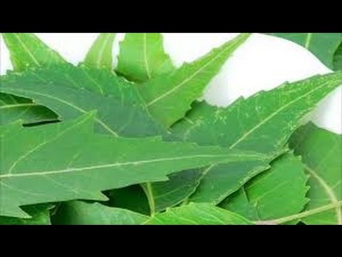 How to Make Fresh Neem Leaves Paste - YouTube