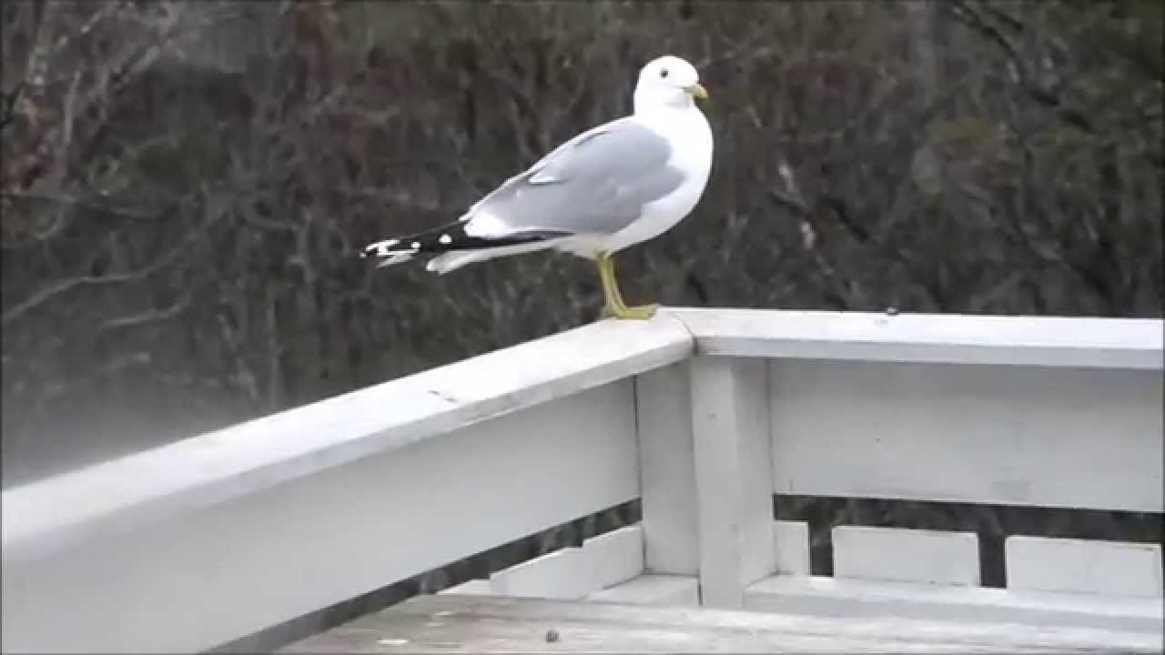 Smart seagull - YouTube