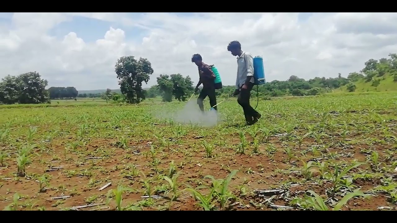 Correct way of spraying insecticide in maize 2022 - YouTube
