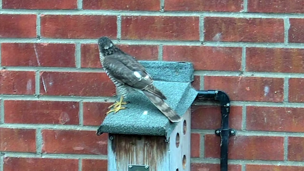 Sparrow Hawk lands on our Blue Tit Nest Box - YouTube
