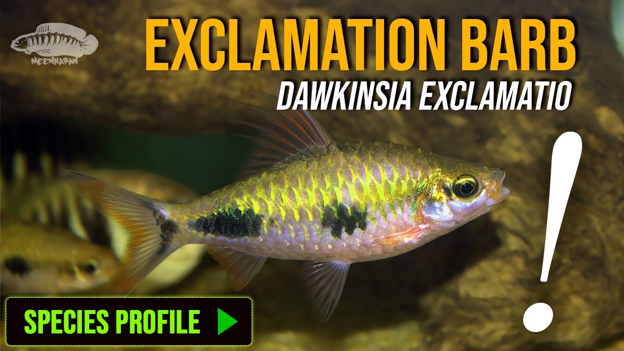 Species Profile & Habitat Video: 🐟 Exclamation Barb! | Stunning Endemic ...