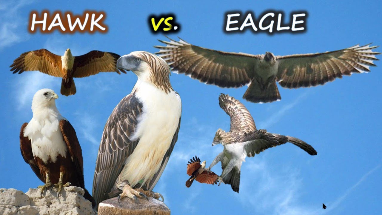 HAWK VS EAGLE / How to distinguish the difference? - YouTube