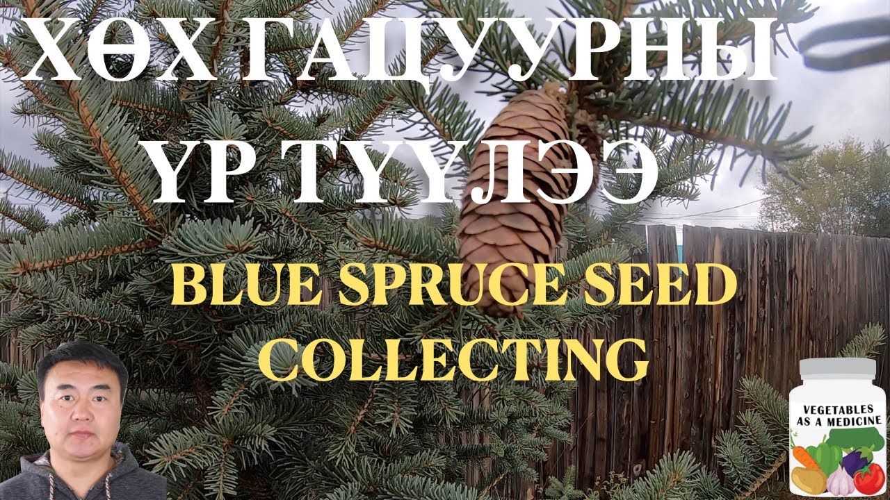 ХӨХ ГАЦУУРНЫ ҮР ТҮҮВ Blue spruce seed collecting HD 720p - YouTube