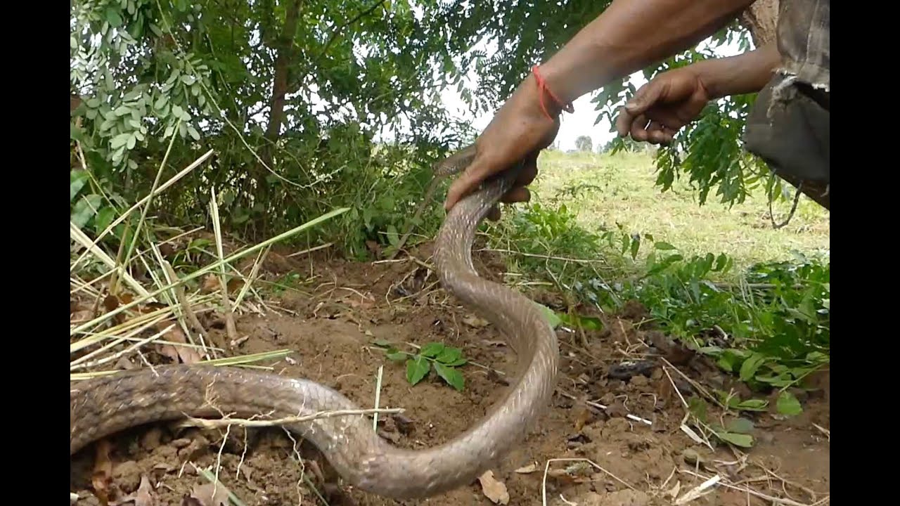 A man Catching More Snakes in Village - YouTube