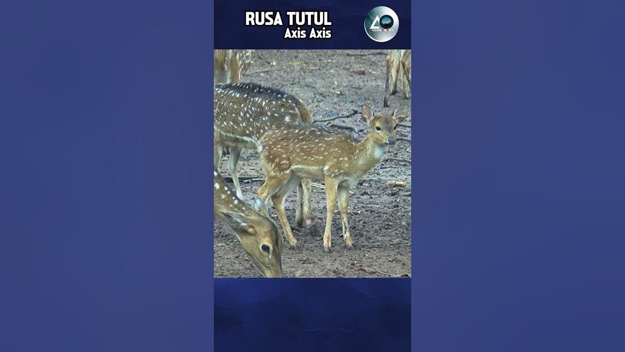 RUSA TUTUL | Hewan Yang Cantik #shorts #short #rusa #rusatutul #deer #spotteddeer - YouTube