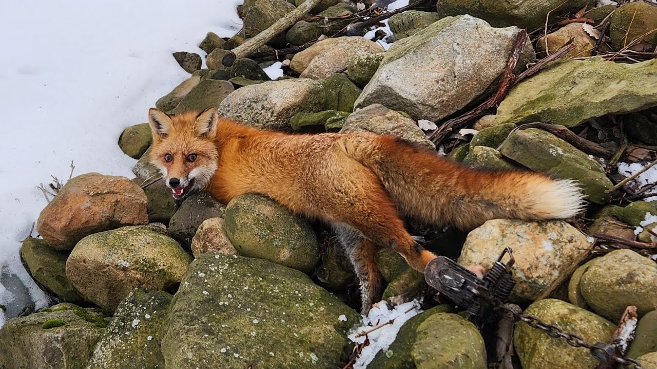 Catch Me If You Can ,I Did Just that #Fox Trapping #Coyote #Duke Traps ...