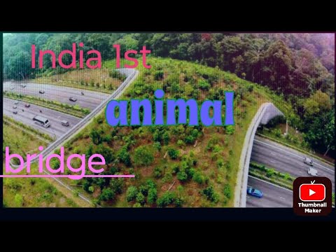First in country: A flyover for animals on Mumbai-Nagpur highway - YouTube