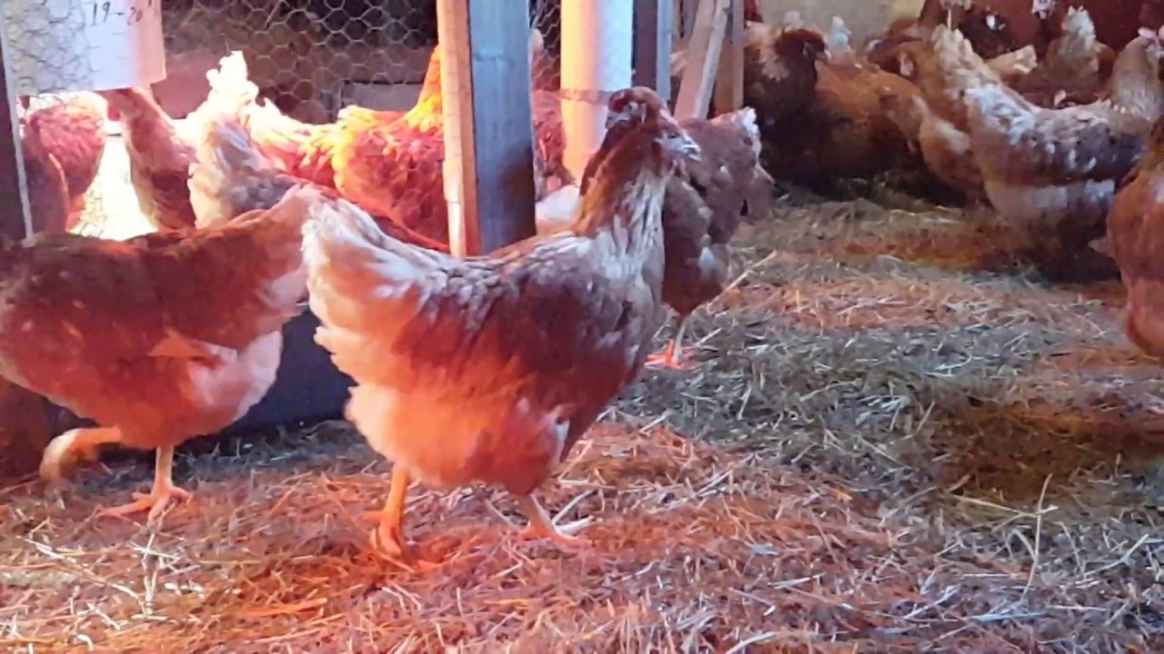 ISA Brown Laying Hens - YouTube