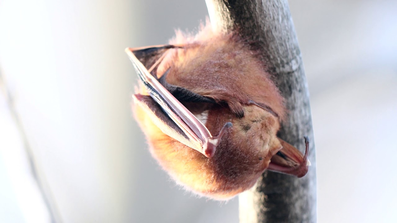 2020-01-12 Eastern Red Bat - YouTube