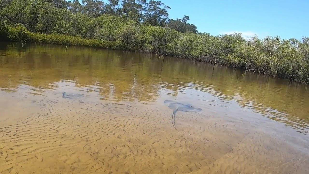Warrell Creek, Nambucca Heads, NSW. A kayaking day trip - YouTube