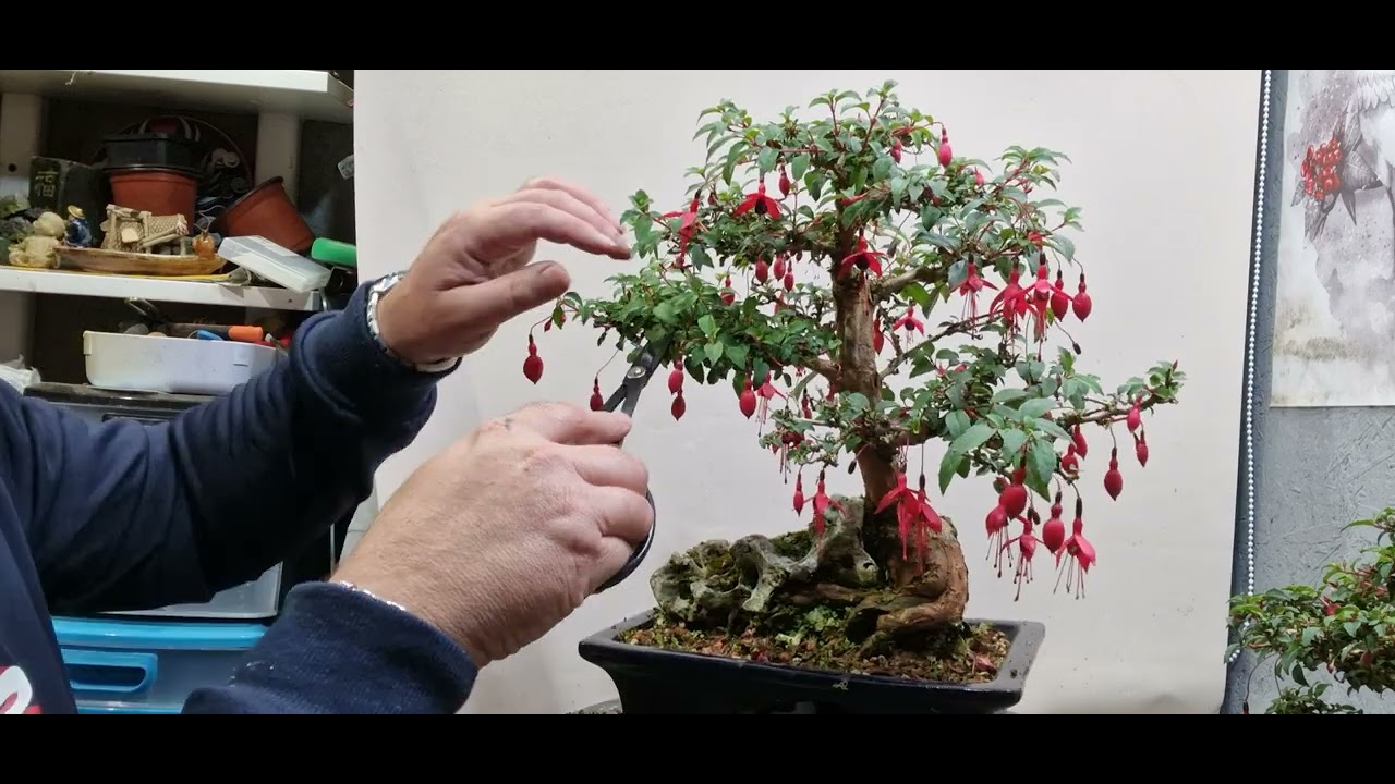 pruning my fuchsia trees - YouTube