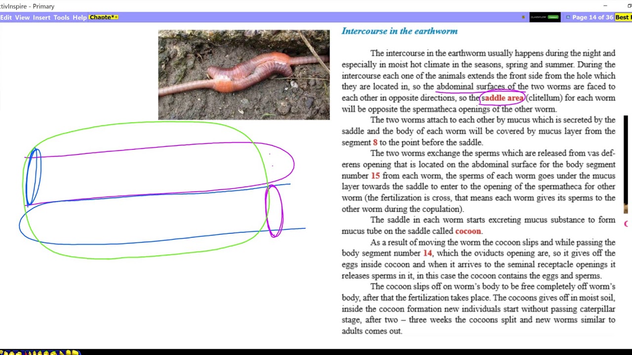 REPRODUCTION IN EARTHWORM - YouTube