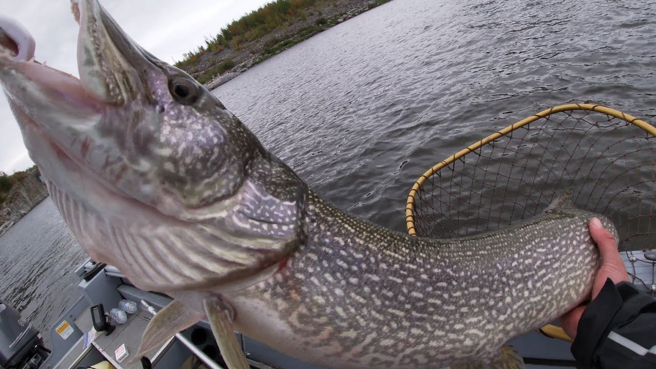 Caught a few Nice Pike my final fishing session of the Canada trip!!! # ...