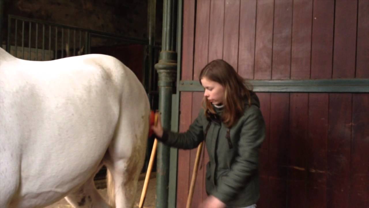 Hoe moet je een pony poetsen? - YouTube