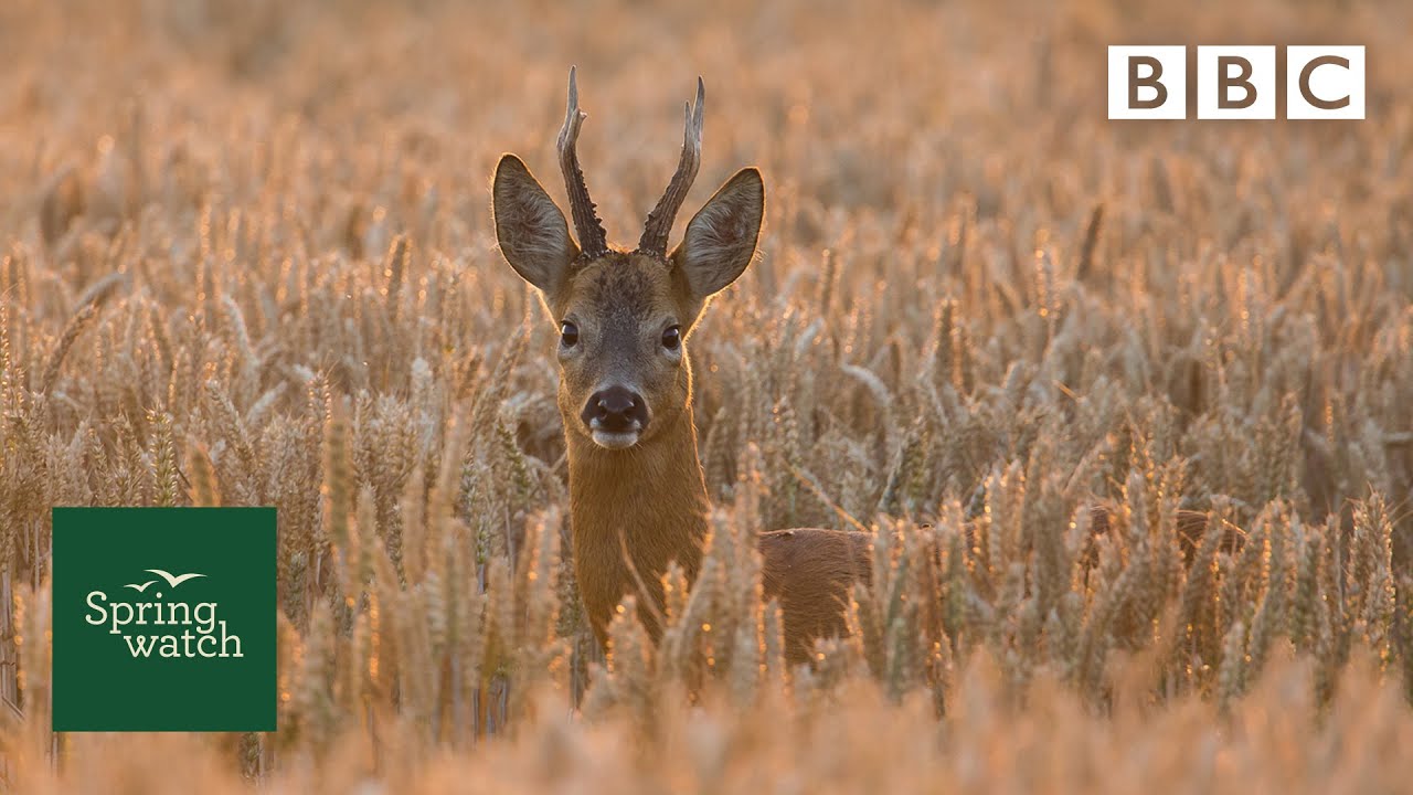 Our spring wildlife webcams live! 🐤🦊🐿 - Thu 11 June - Springwatch - BBC ...