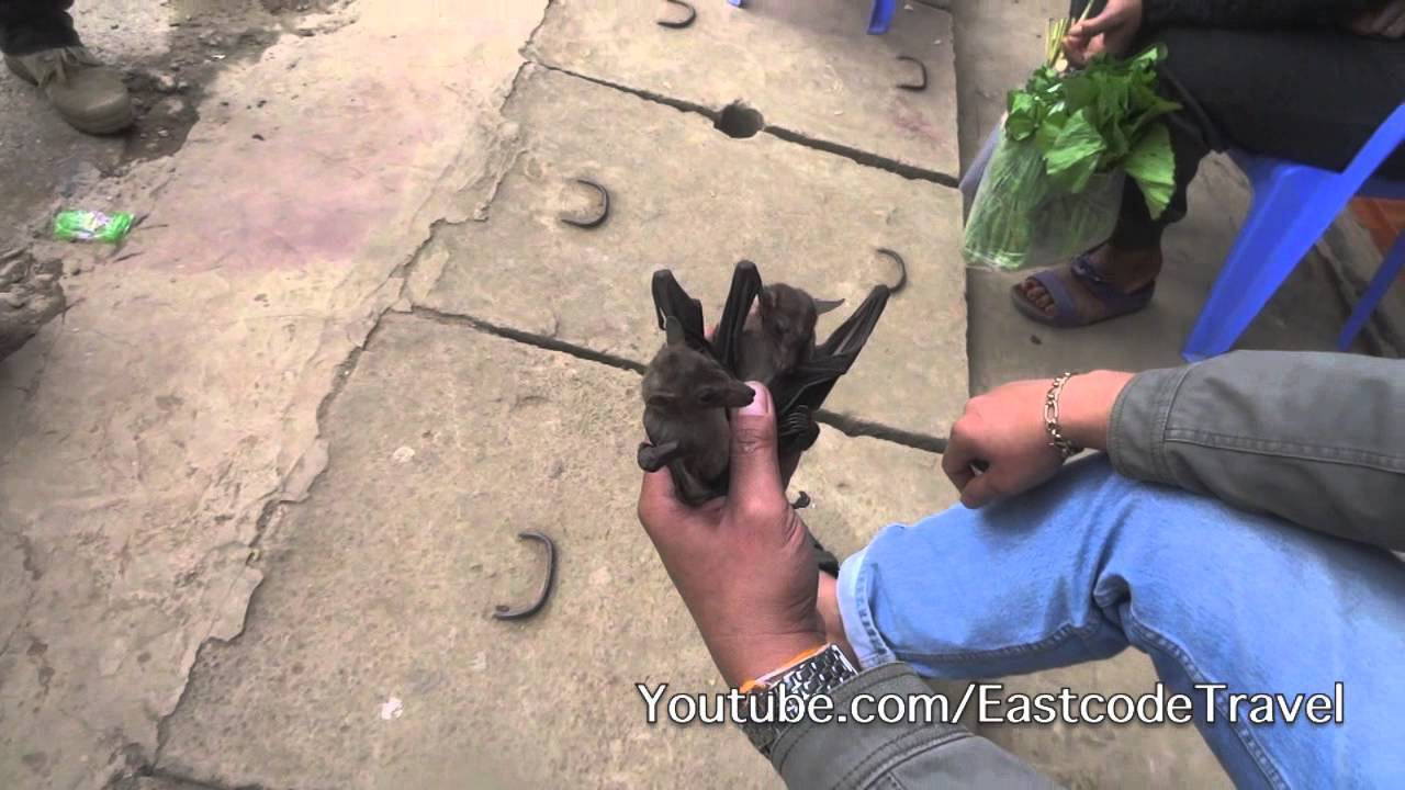 bats to be cooked for dinner Muang Khuoa Phong Sali Laos - YouTube