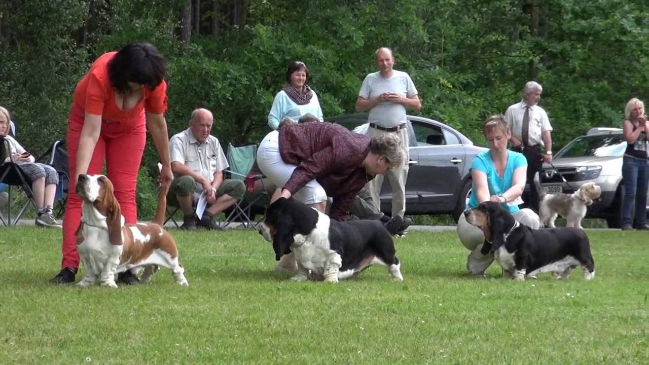 czech hound and hunting dog show 4 June 2016 BOB Basset Hound - YouTube