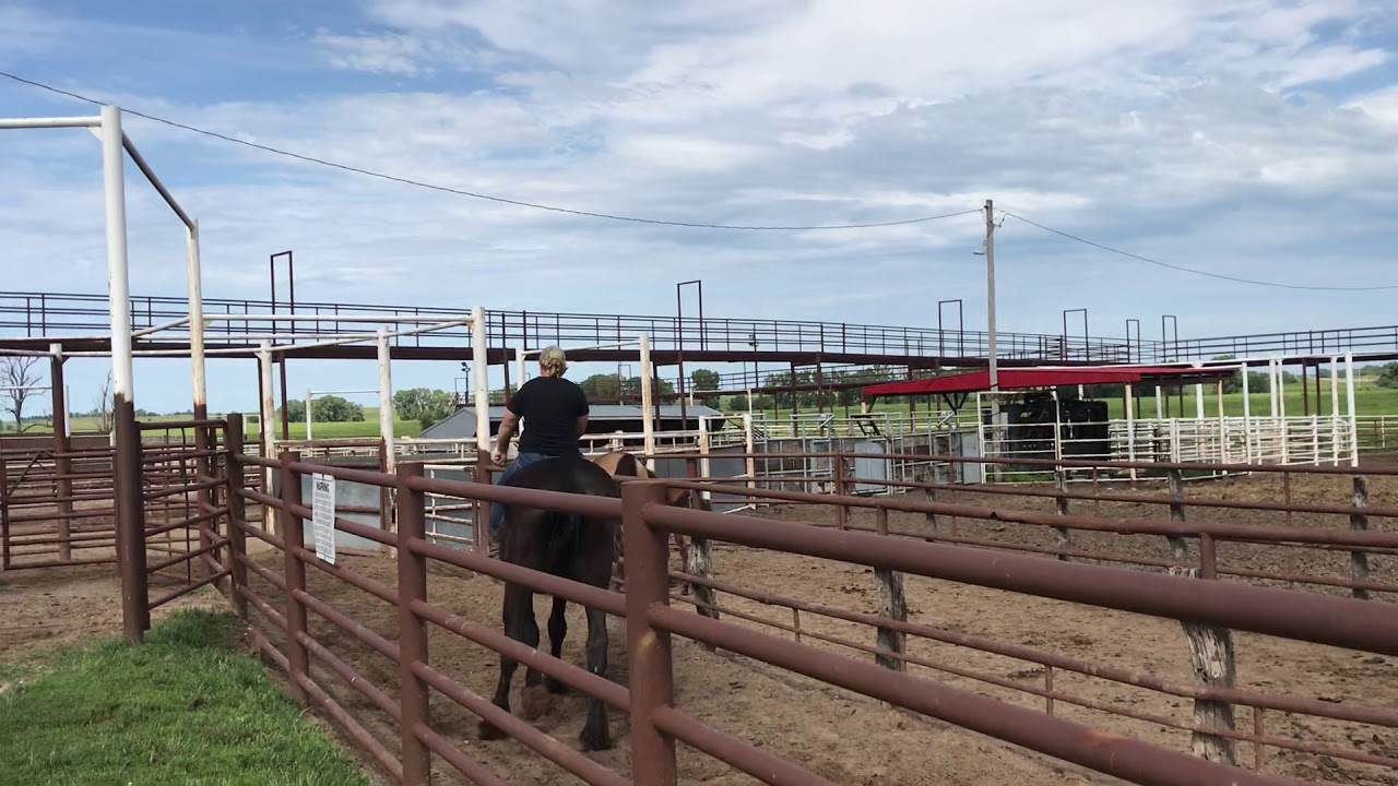 Kansas kill pen - YouTube