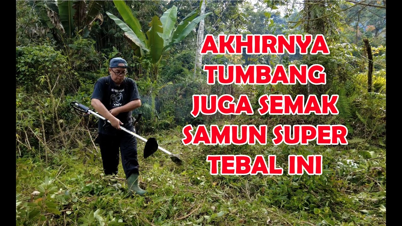 Menebas dan membersihkan sekeliling shelter untuk persediaan menanam ...