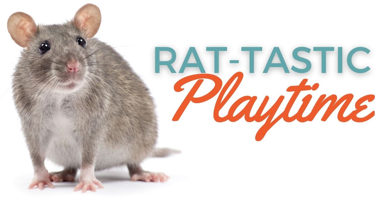 Rat-tastic Cuteness: The Most Adorable Pet Rat Videos You'll Ever See! 🐁😍🧀 - YouTube
