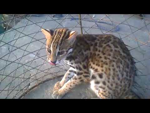 Domesticated Leopard - YouTube