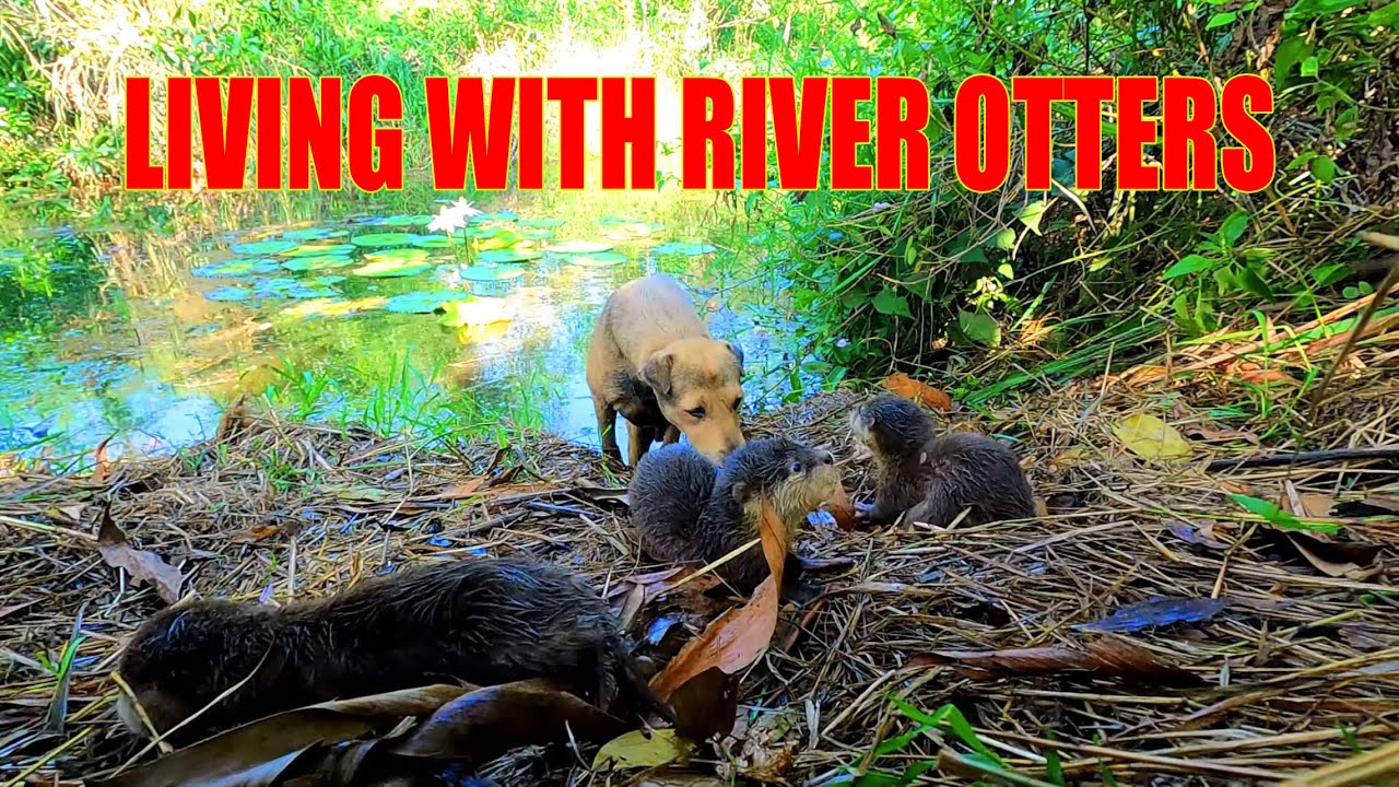 How Can I Help To Protect And Conserve Otters In The Mangroves? - YouTube