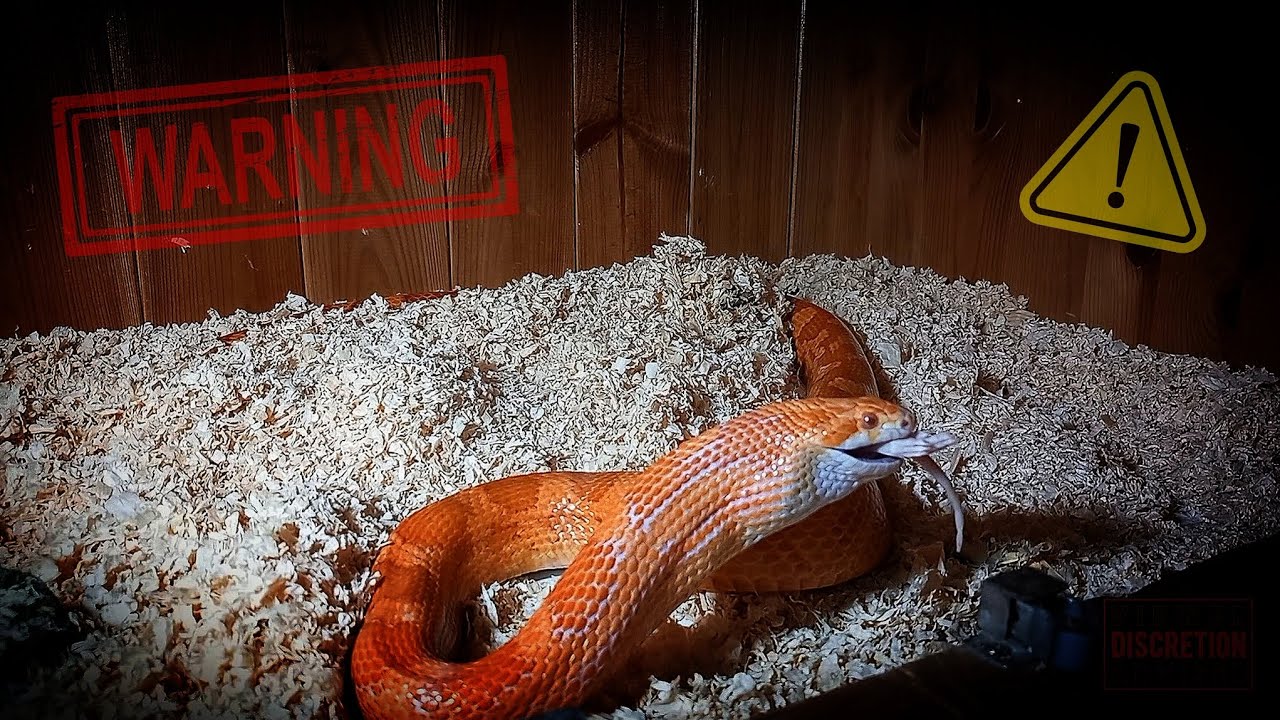 Swallowed Whole In Only 5 Minutes : *WARNING* VIEWER DISCRETION ADVISED ...