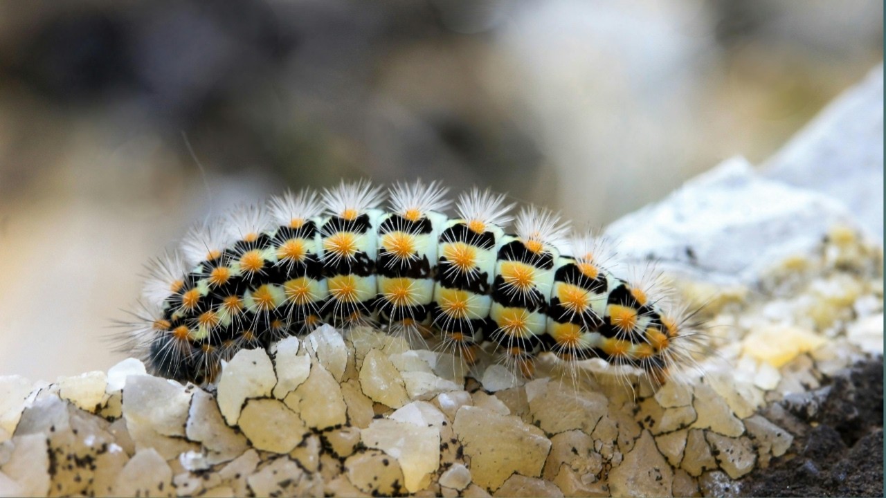 Apa Itu Ulat dan Berbagai Fakta Menarik Tentangnya - YouTube