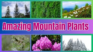 Mountain Plants | Famous Mountain Plants for Kids | Learn High Altitude Plants | Primary Science