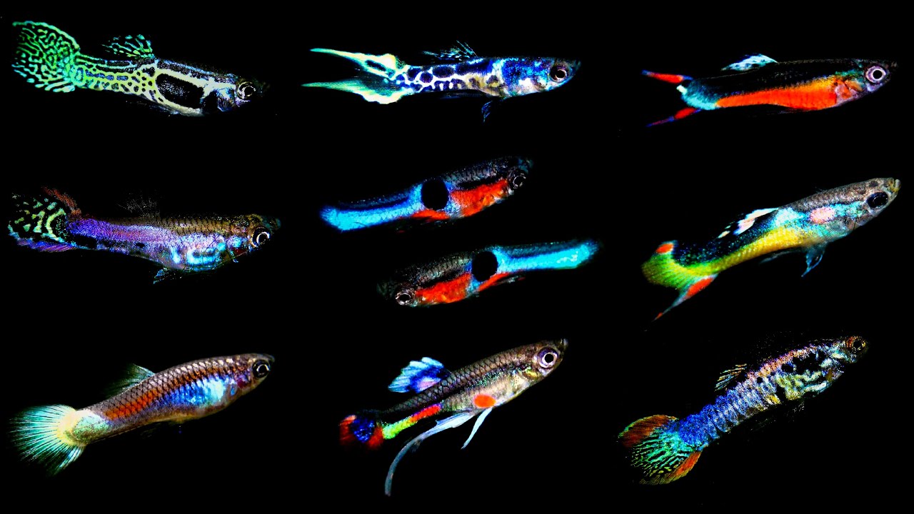 𝐌𝐲 𝐦𝐨𝐬𝐭 𝐛𝐞𝐚𝐮𝐭𝐢𝐟𝐮𝐥 𝐄𝐧𝐝𝐥𝐞𝐫 𝐬𝐭𝐫𝐚𝐢𝐧𝐬 𝐨𝐟 𝟐𝟎𝟐𝟏 - Top 10 (Rare & New Strains ...