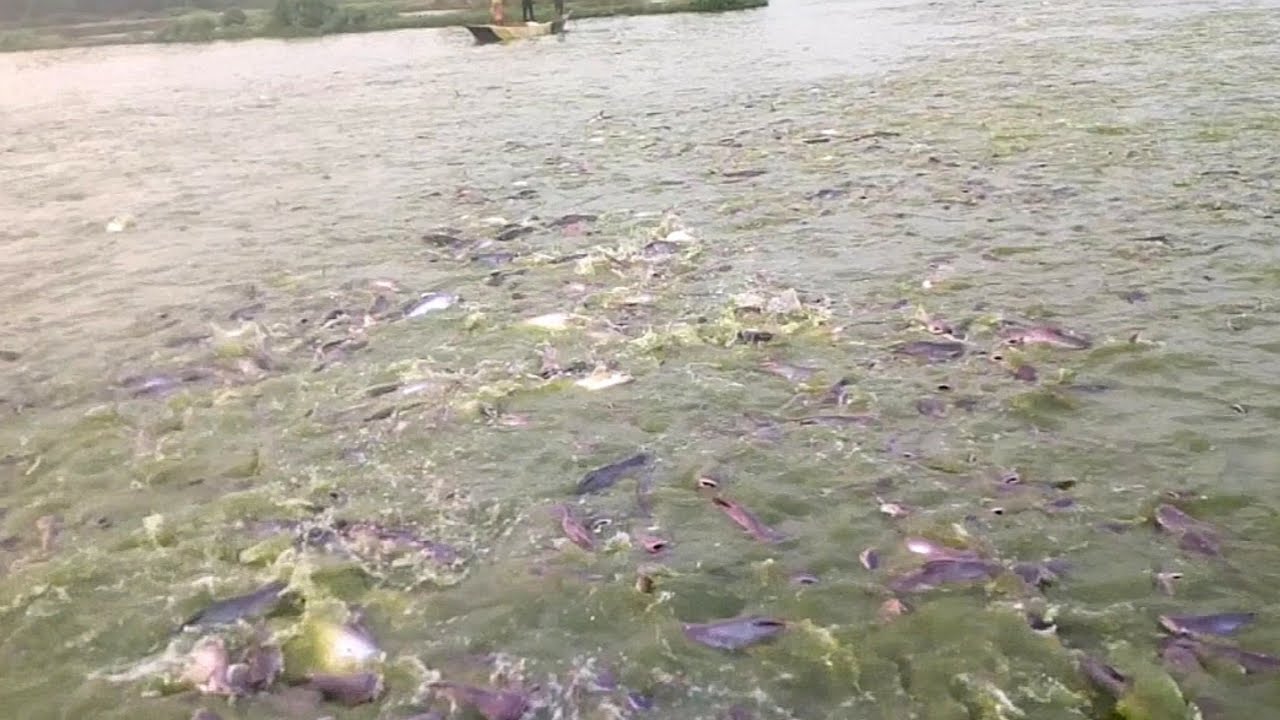 Biggest Fish Pond in Bangladesh - Lots of Pangasius Fish Feeding in ...