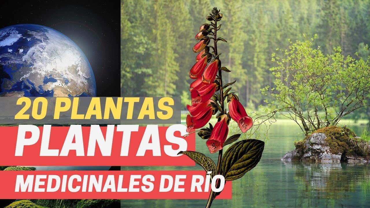 20 PLANTAS MEDICINALES DE RÍO, VERANO19 - YouTube