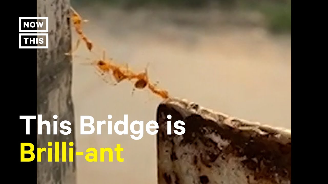 Ants Build a 'Bridge' With Their Bodies #Shorts - YouTube