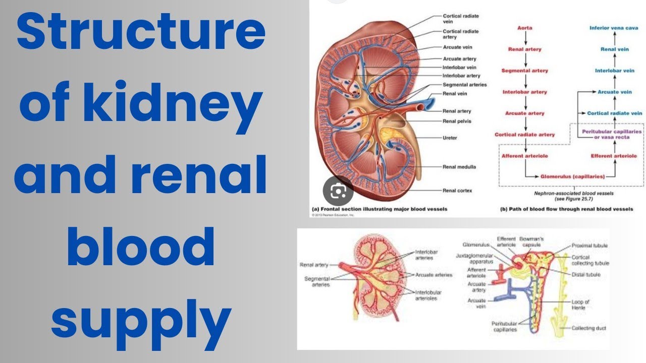 Structure , function of kidney|| renal blood supply||Anatomy of kidney ...