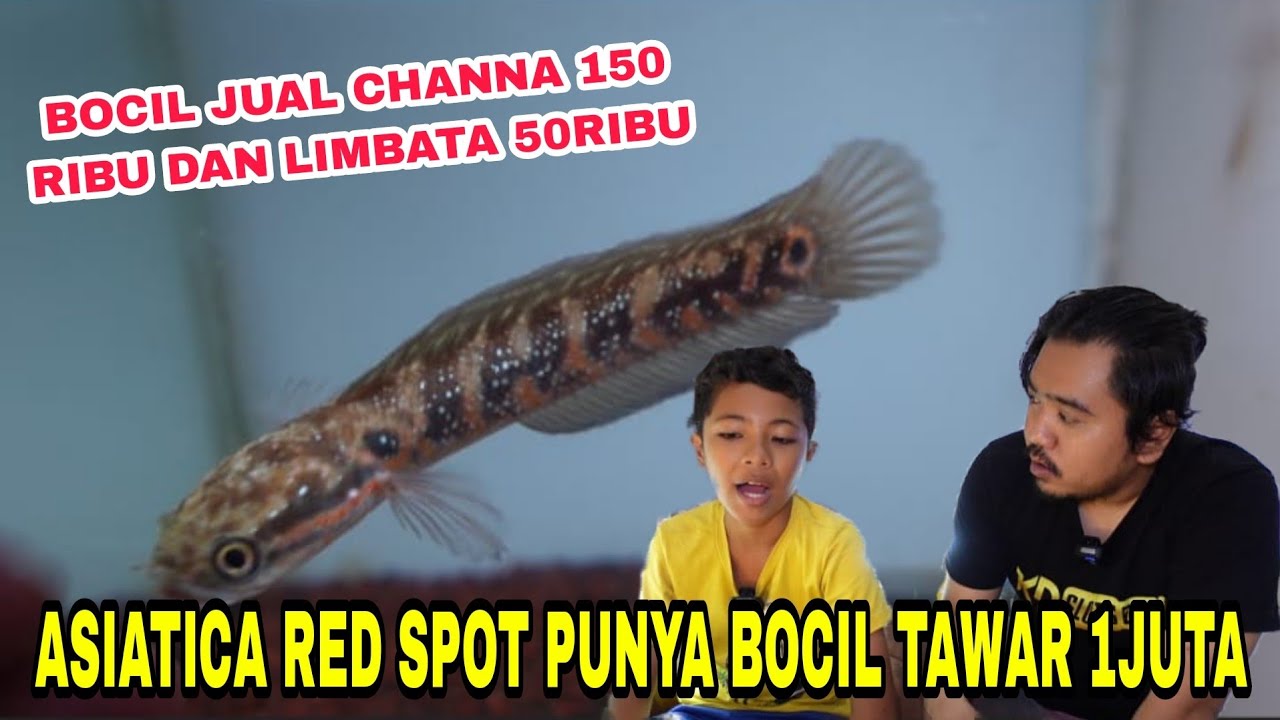 BOCIL JUAL CHANNA YS SEHARGA 150RIBU DAN LIMBATA HANYA 50RIBU‼️ - YouTube