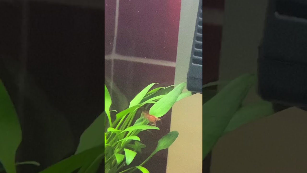 Cherry shrimp birth - YouTube