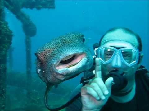 poisson Diodon ou beau diodon ou gros diodon Diovanaise plongée ...