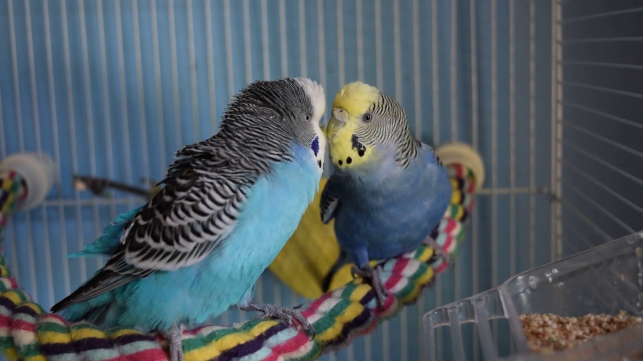 budgie breeding routine - YouTube