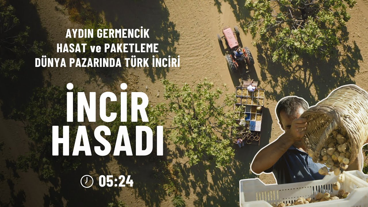 İncir Hasadı, Kurutma ve Paketleme, Germencik - YouTube