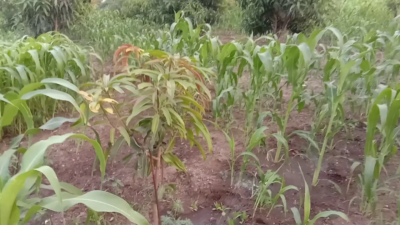 Kanda mula bhaji abhang in Organic Farming - Mango tree plantation ...