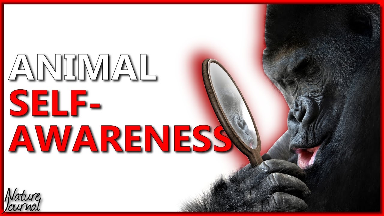 Great Apes Will Self