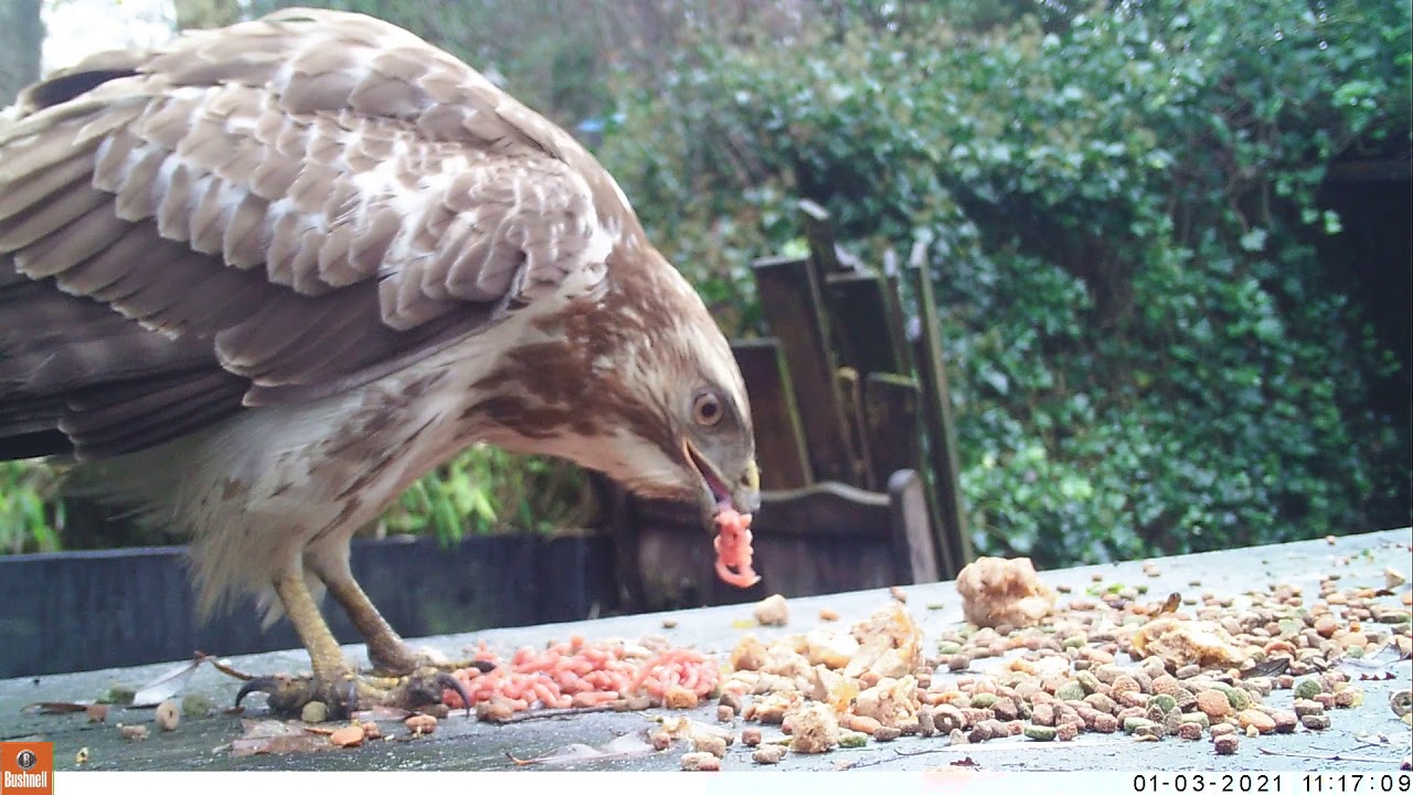 King buzzard arrives at 38 secs .. - YouTube