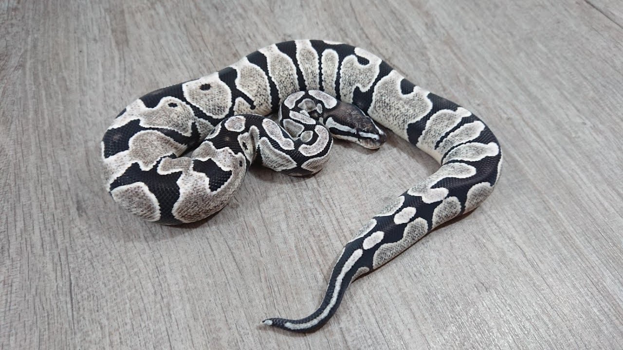 Zuchtplanung 2023 Folge 4 - Axanthic Desert Ghost Projekt - Königspython (Ball Python/Python ...