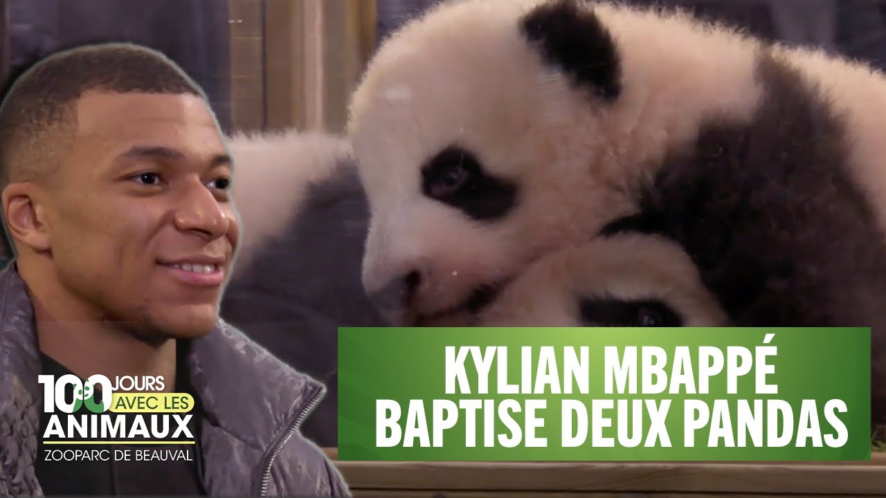 Kylian Mbappé baptise deux bébés pandas - 100 jours avec les animaux du ...