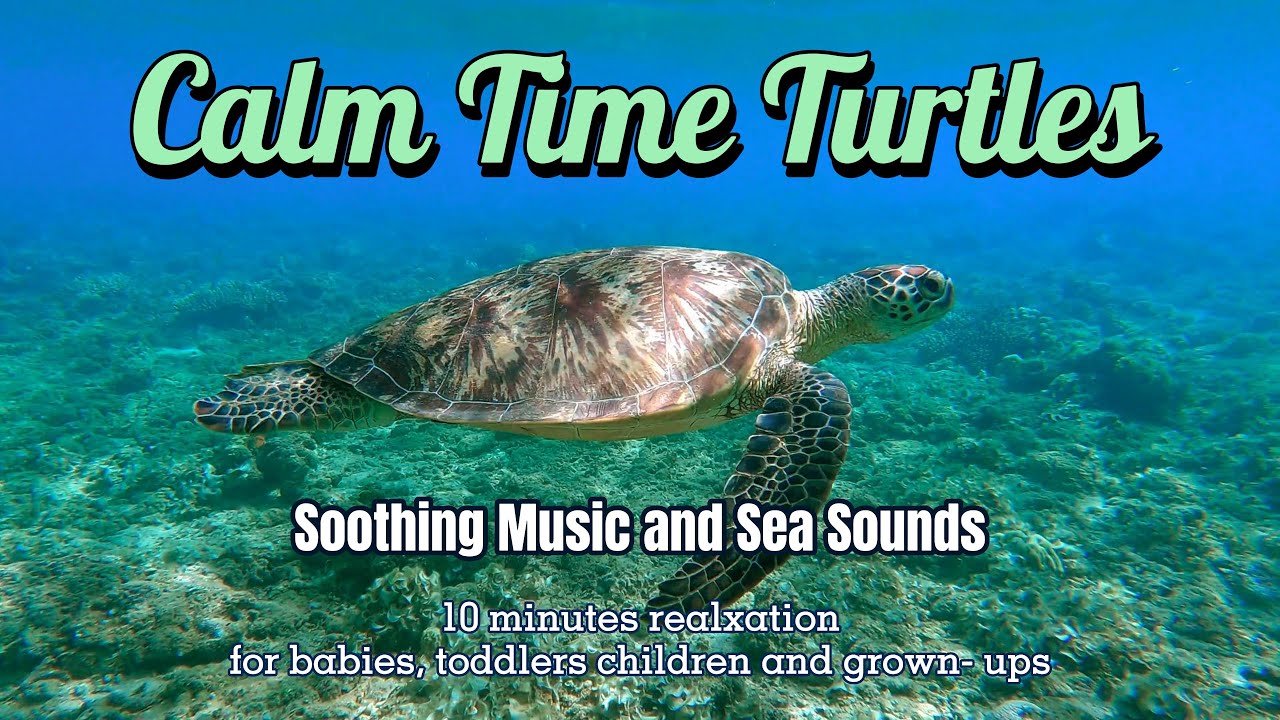 Calm Time Turtles - Soothing sounds & Music - Baby Sleep - YouTube