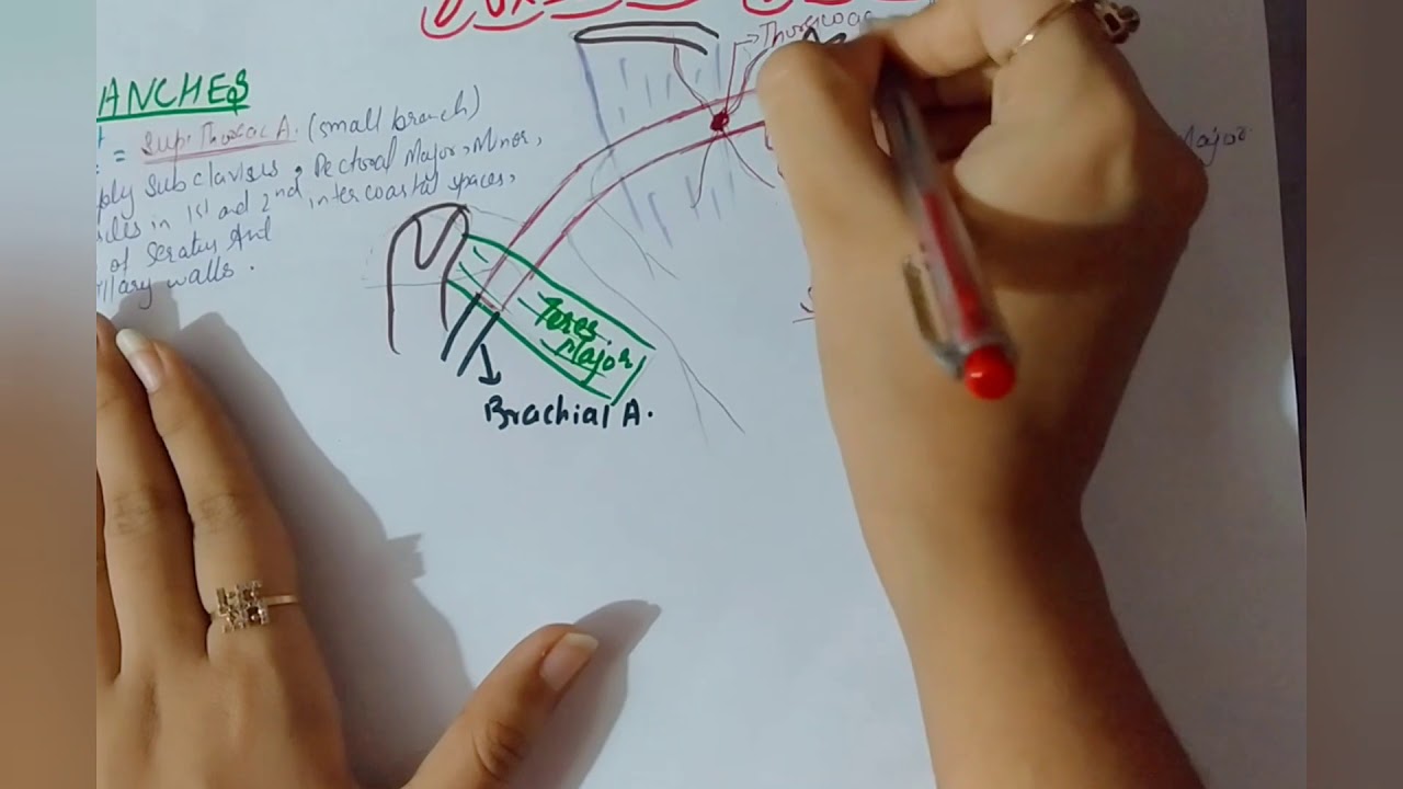Axillary Artery—easy to learn - YouTube