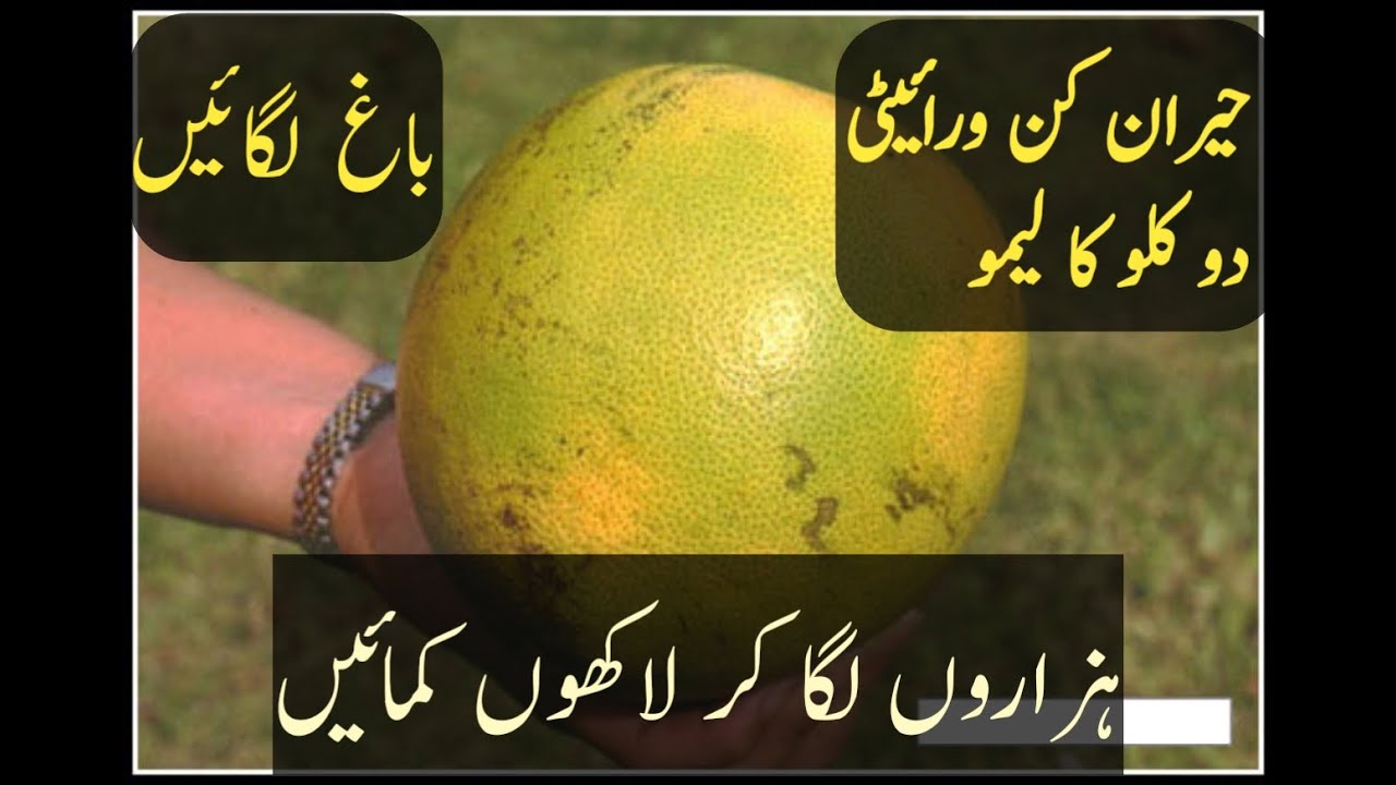 Lemon farming in Pakistan||Pakistan me lemo ka bagh||Lemon business in ...