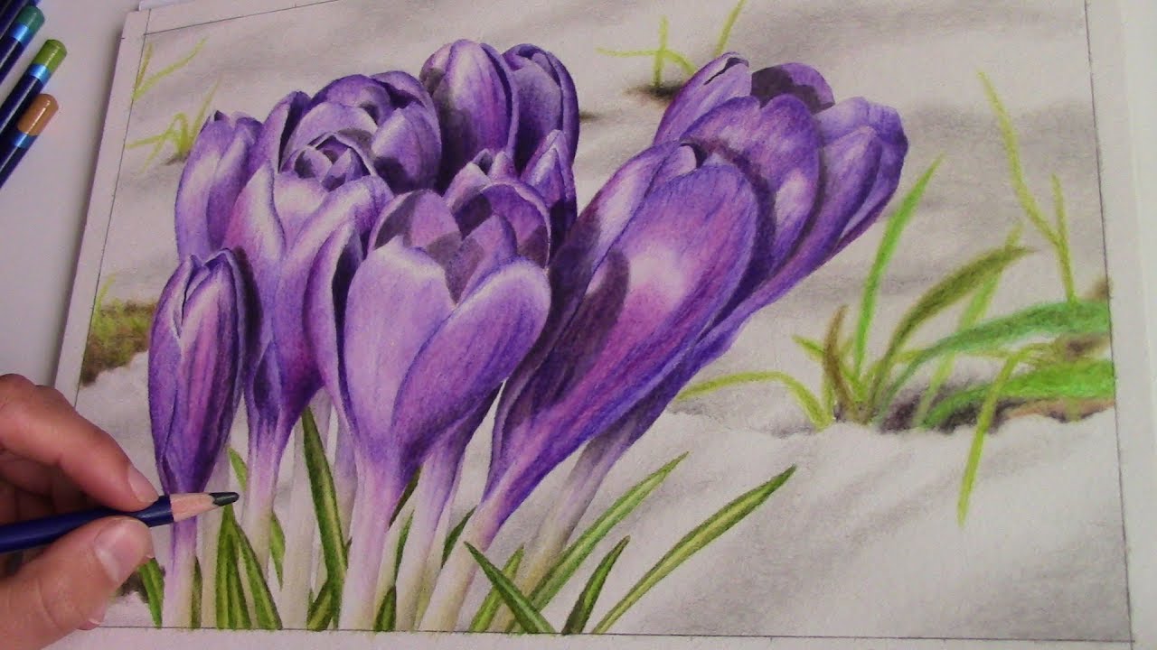 drawing crocuses with Inktense pencils - YouTube